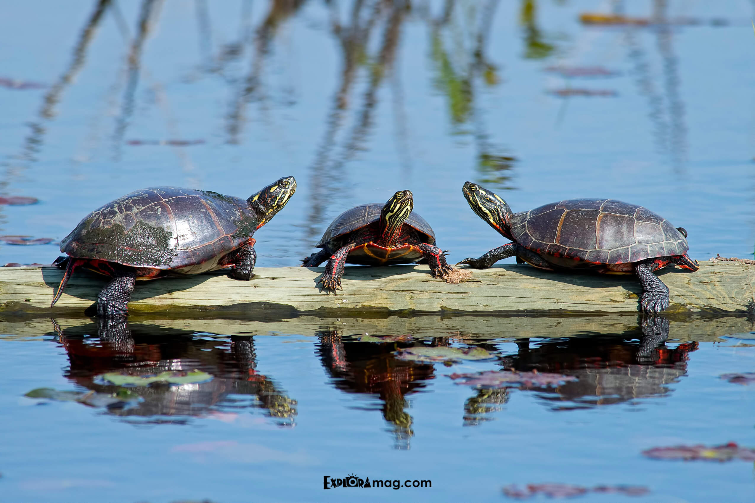 Día Internacional de las Tortugas - Explora Bookazine