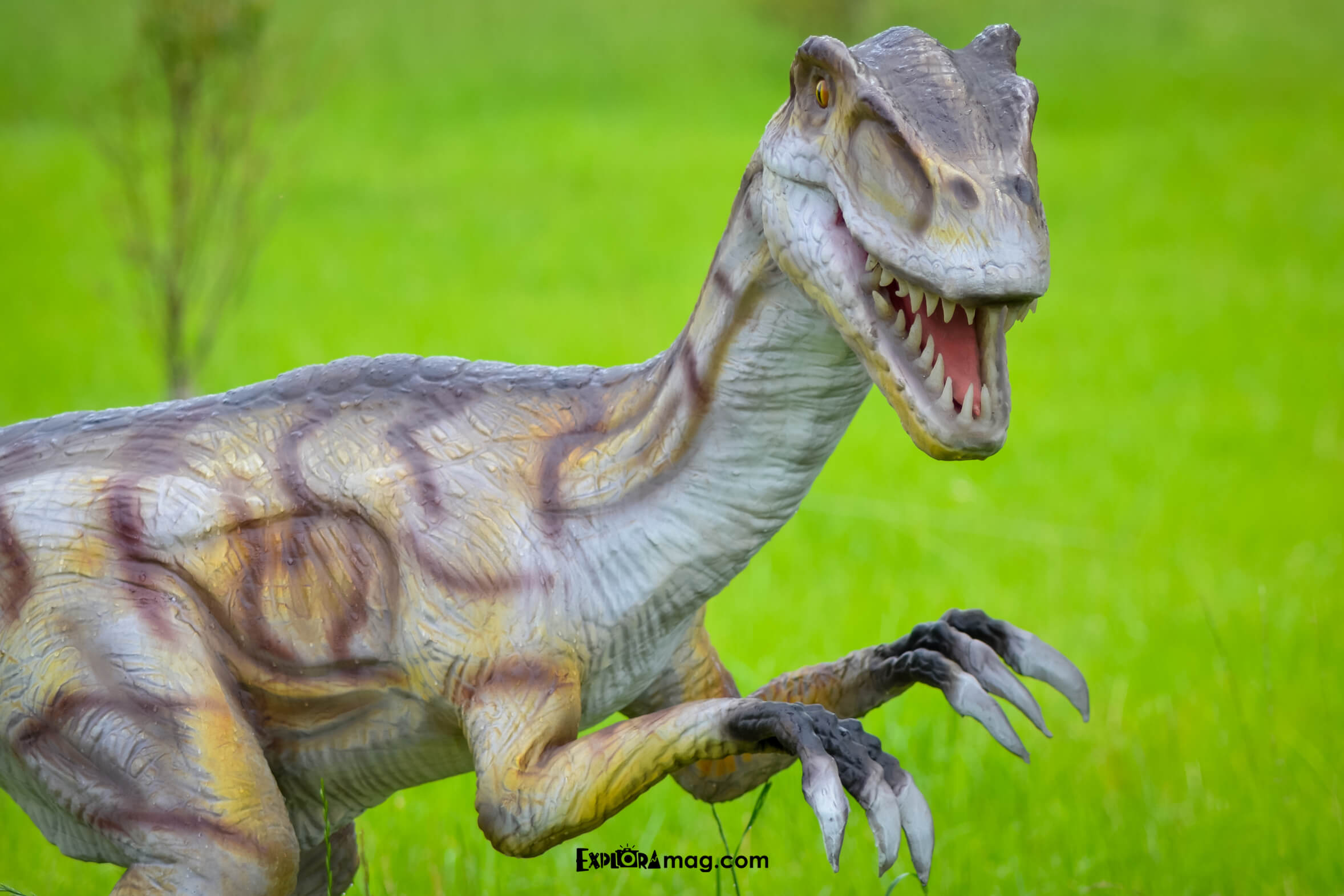 Datos Sobre El Dinosaurio Philosoraptor Velociraptor Wikipedia, La